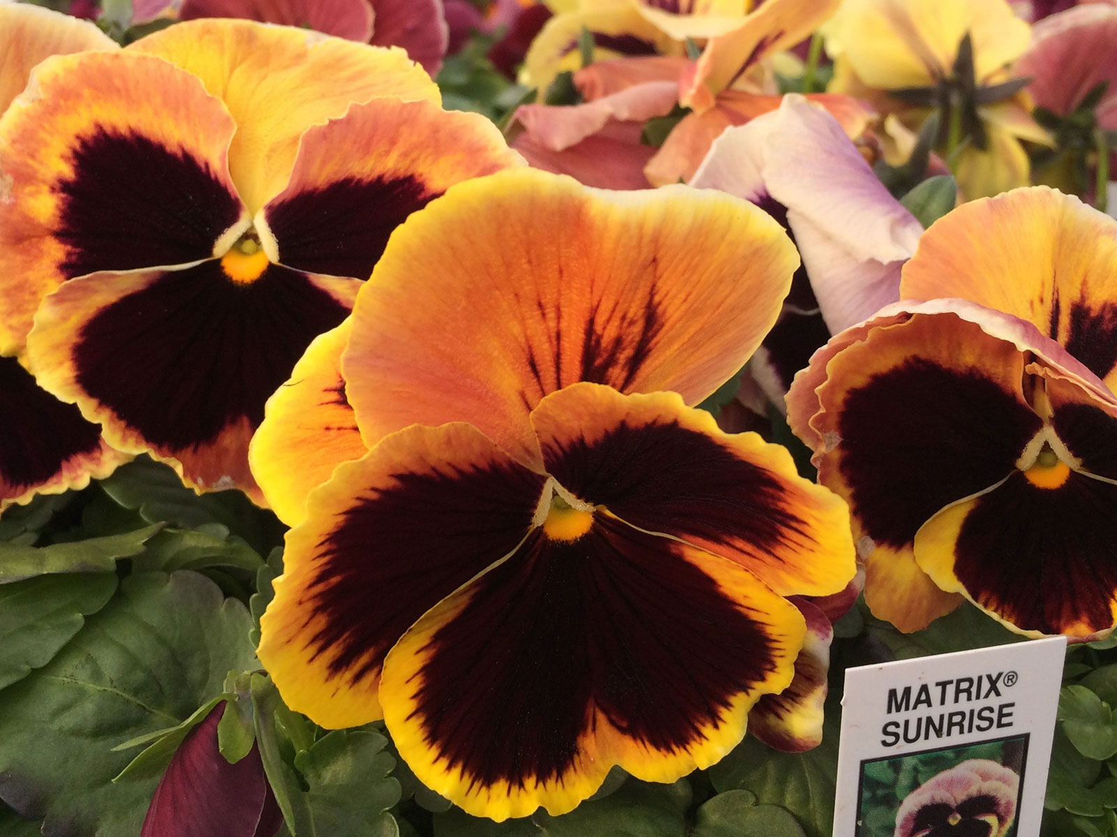 Plan to Plant For Year-Round Color - Fall Gardening - Boomer Magazine