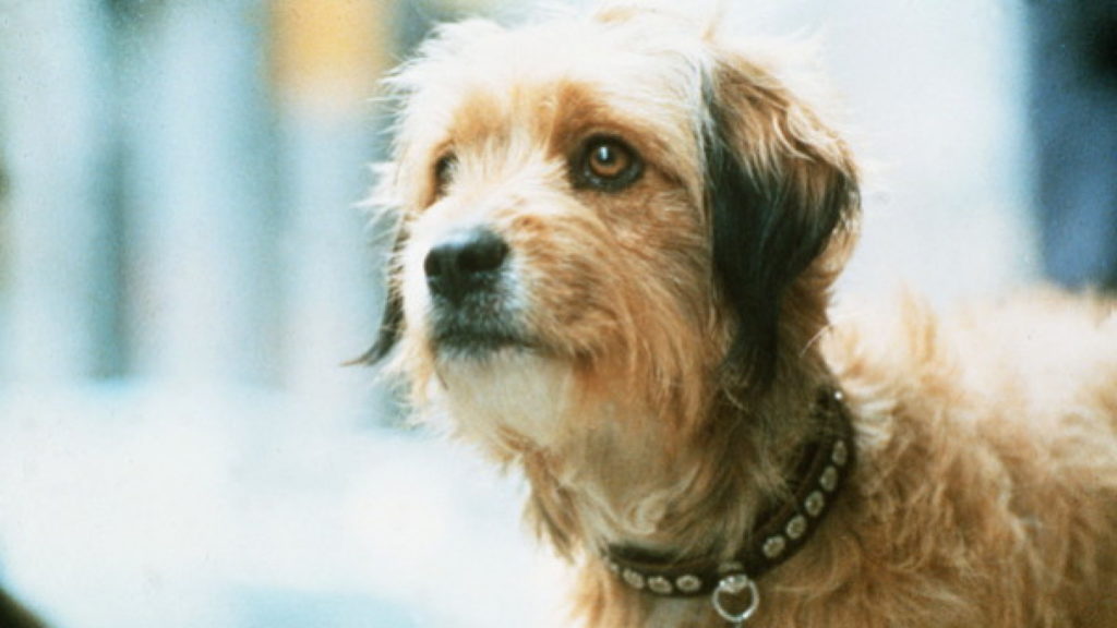 Boomer's Barkers: Benji - Famous Dogs - Boomer Magazine