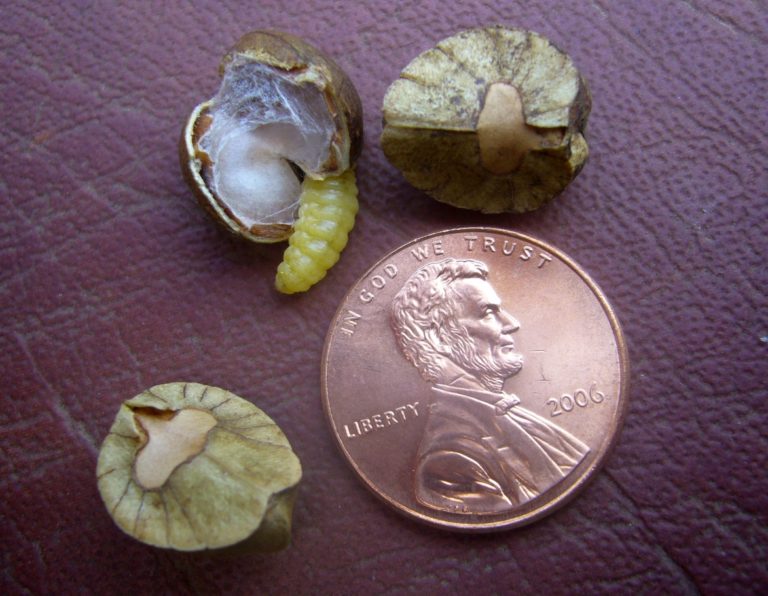 Mexican Jumping Beans: A Natural Phenomenon | BOOMER Magazine