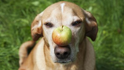 What's Booming: Cider, Hamilton, and Greek Food | BoomerMagazine.com