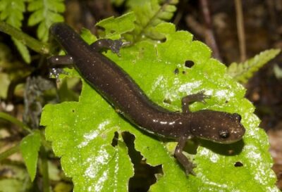 Climate Change at Shenandoah National Park | BOOMER Magazine